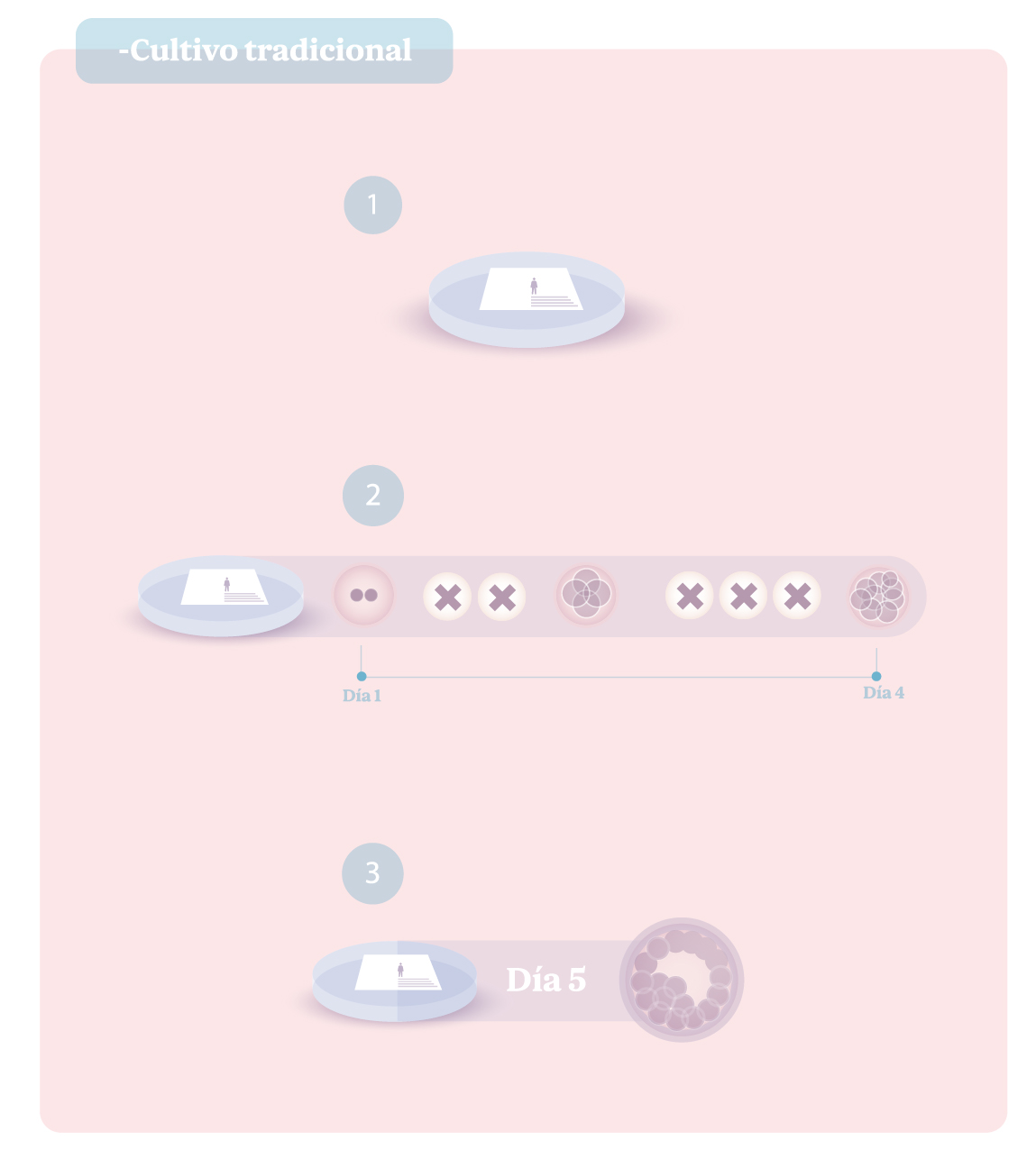 Time-Lapse - Next Fertility