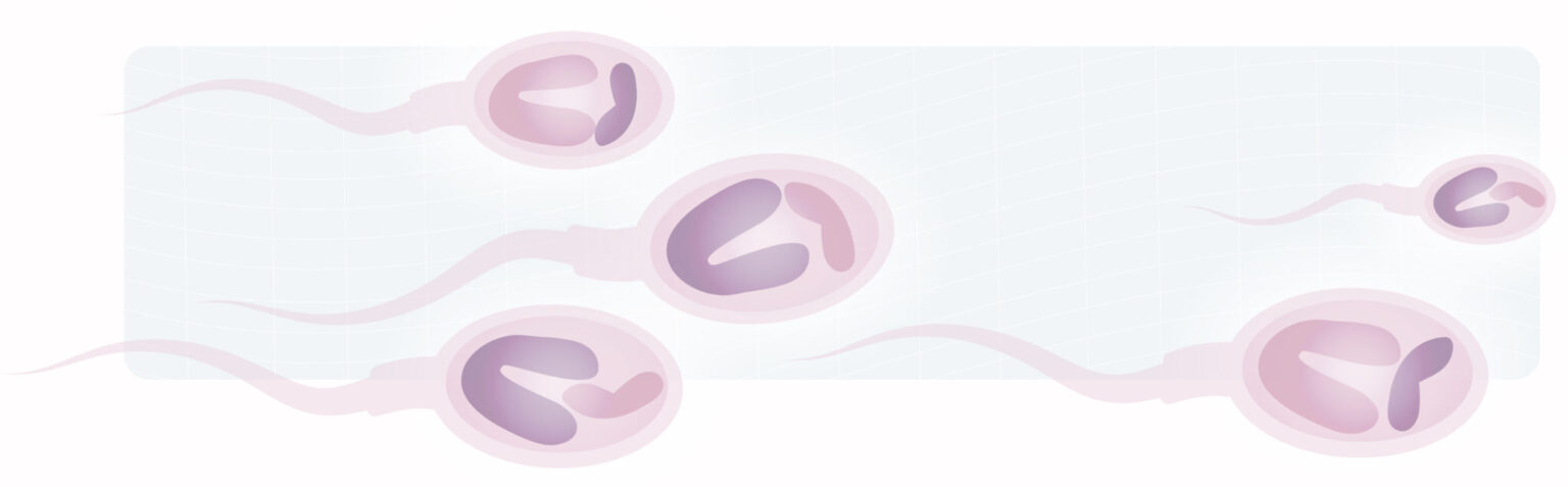 Como se produzem os espermatozoides? - Next Fertility